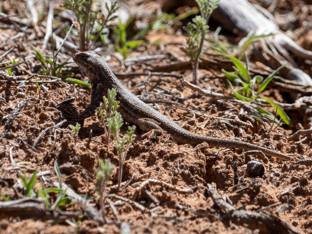 Common Sagebrush Lizard from Canyons of the Ancients National Monument ...