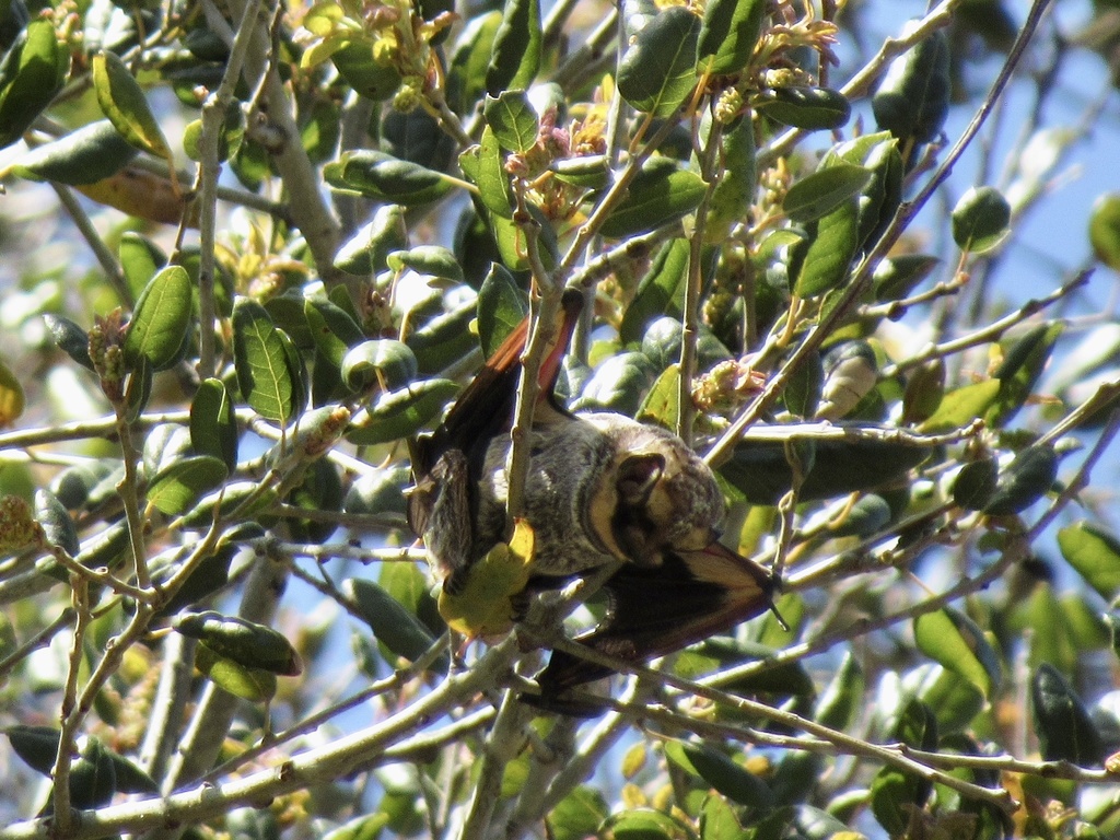 Hoary Bat from Sunol Wilderness Regional Preserve, Sunol, CA, US on ...