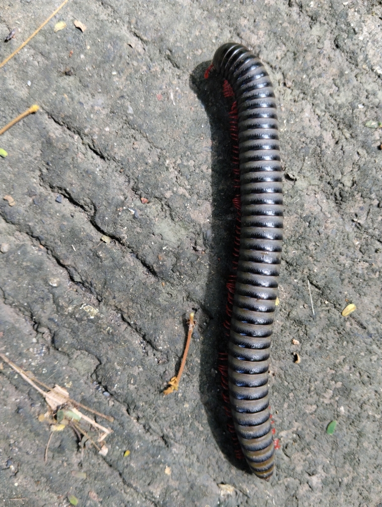 Round-backed Millipedes from Florián, CO-ST, CO on March 17, 2023 at 10 ...