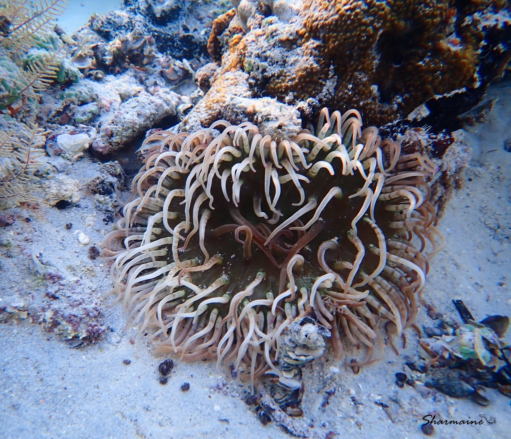 Corkscrew Anemone from Broome, WA, Australia on April 5, 2023 at 05:17 ...