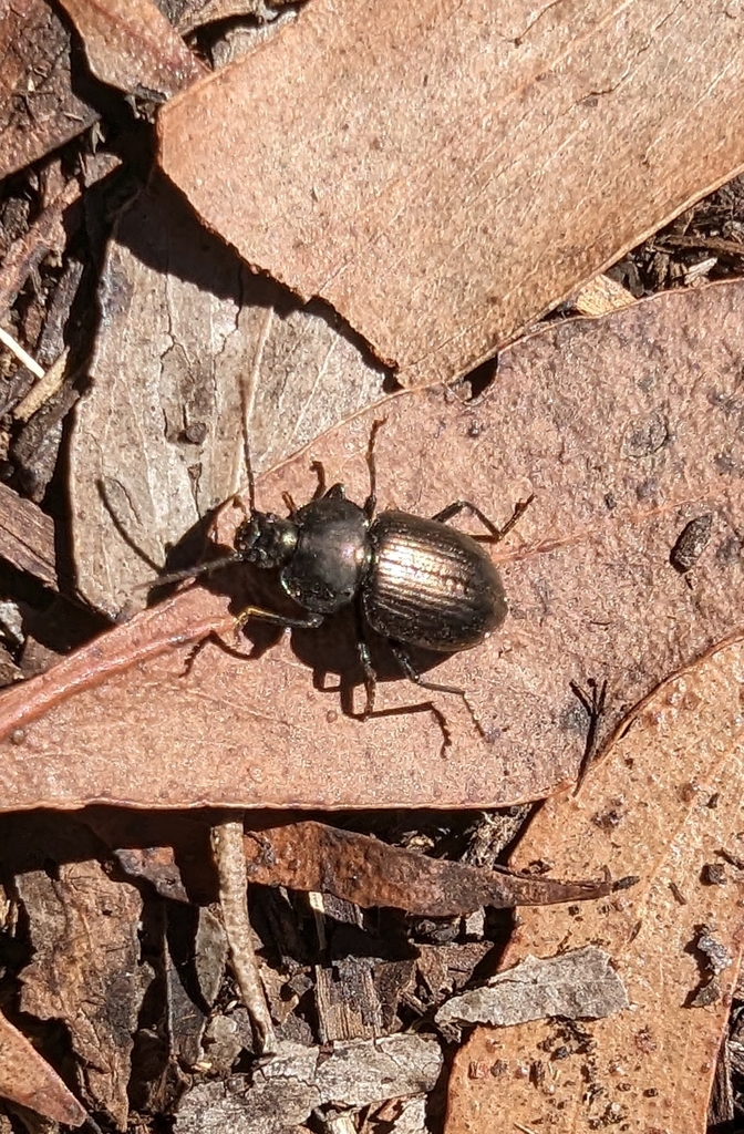 Adelium from Blackheath NSW 2785, Australia on April 10, 2023 at 12:58 ...