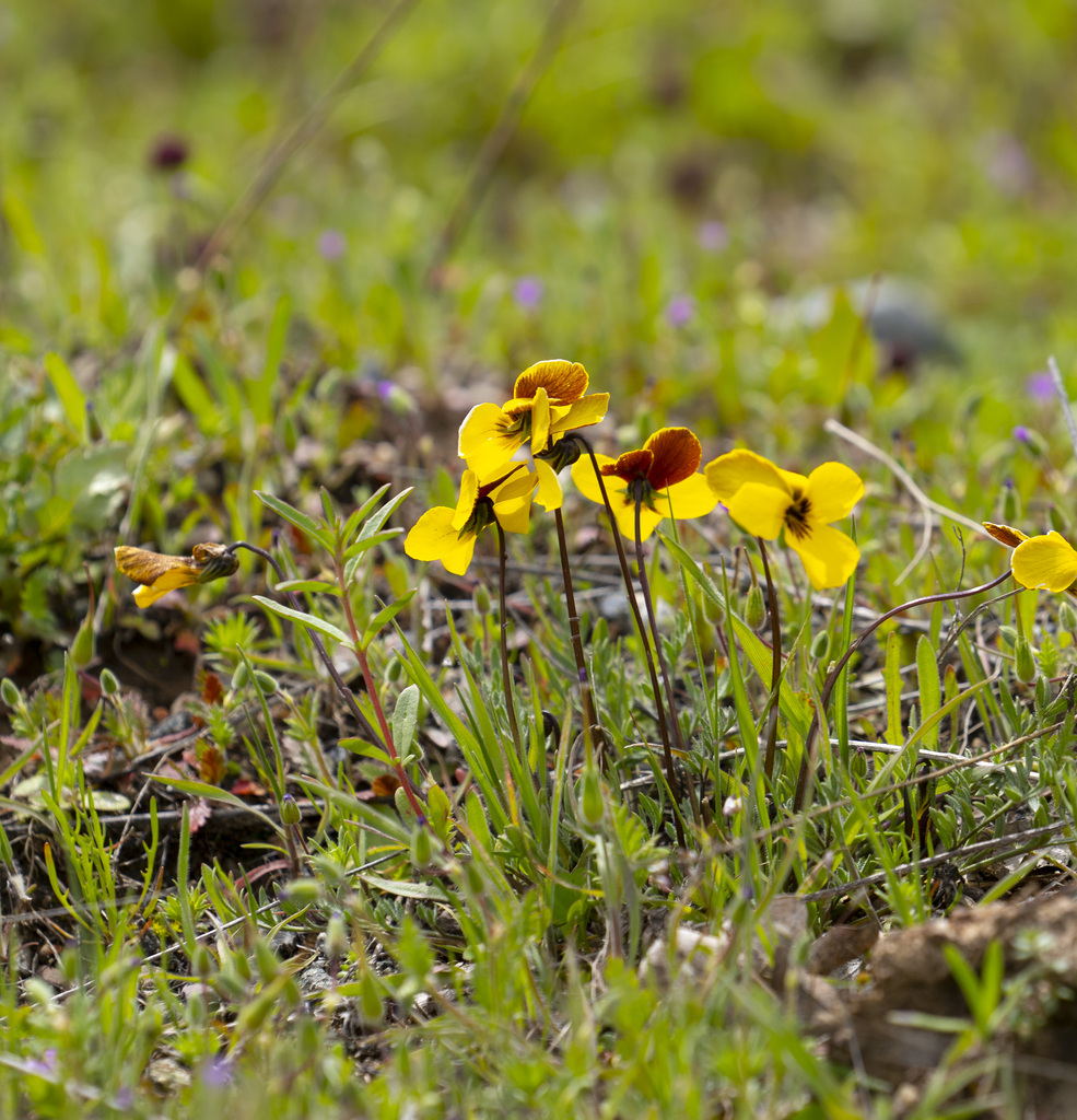 California Golden Violet from Santa Clara County, CA, USA on April 08 ...