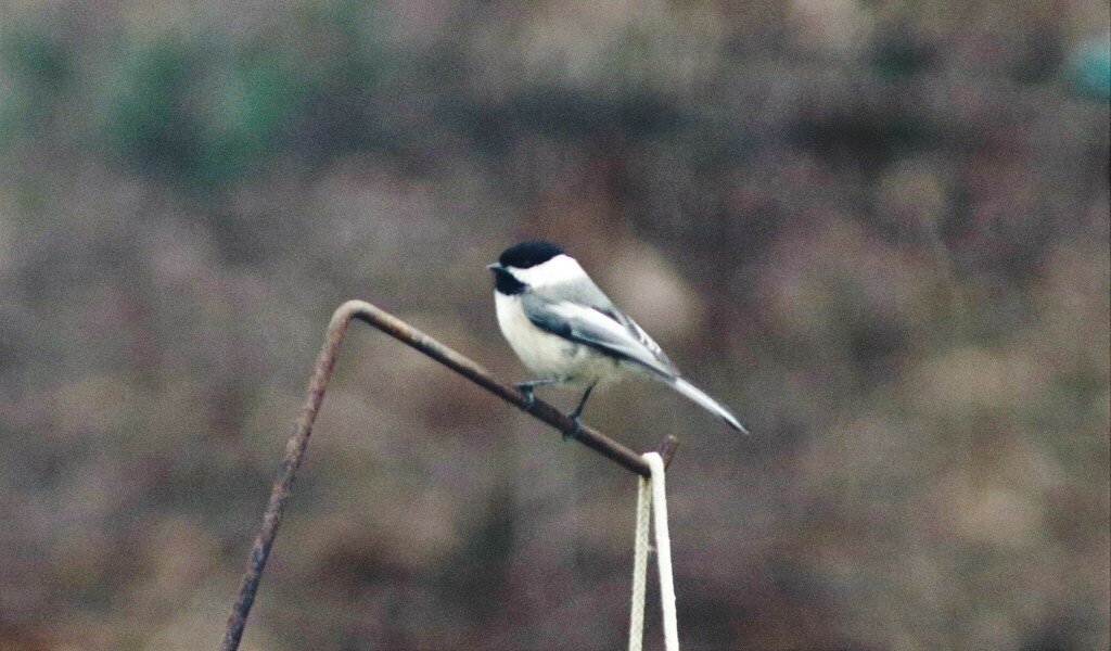 Black-capped Chickadee from Clarion County, PA, USA on April 6, 2023 at ...