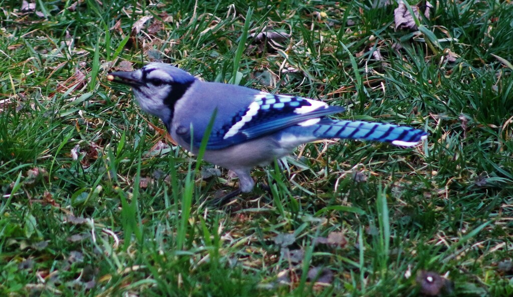Blue Jay from Clarion County, PA, USA on April 6, 2023 at 12:34 PM by ...