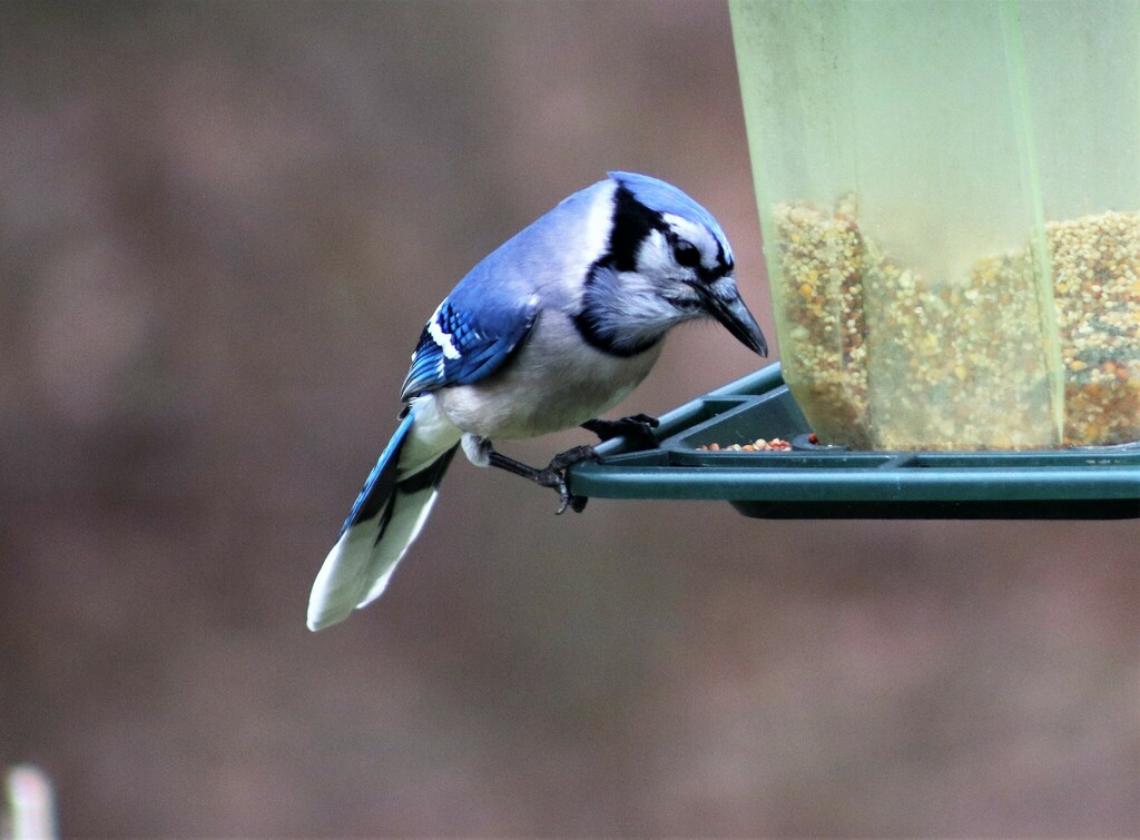 Blue Jay from Clarion County, PA, USA on April 6, 2023 at 04:08 PM by ...