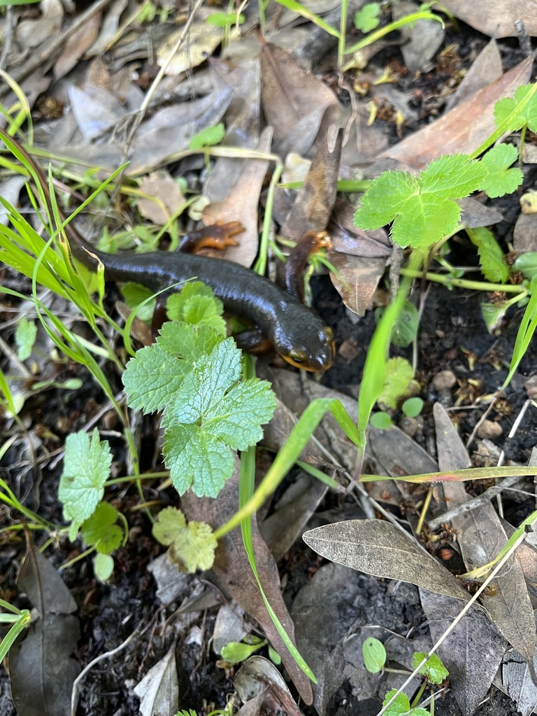 California Newt in April 2023 by camerino. aquatic form · iNaturalist
