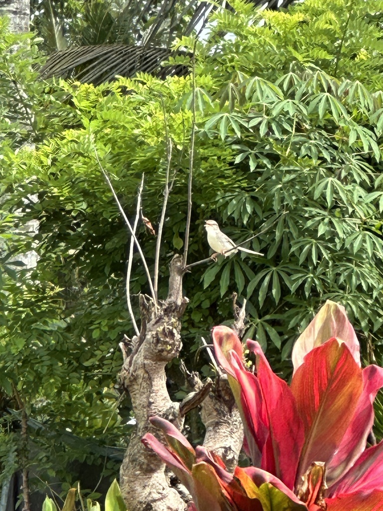 Prinia inornata blythi from Pulau Bali, Gianyar, Bali, ID on April 10 ...