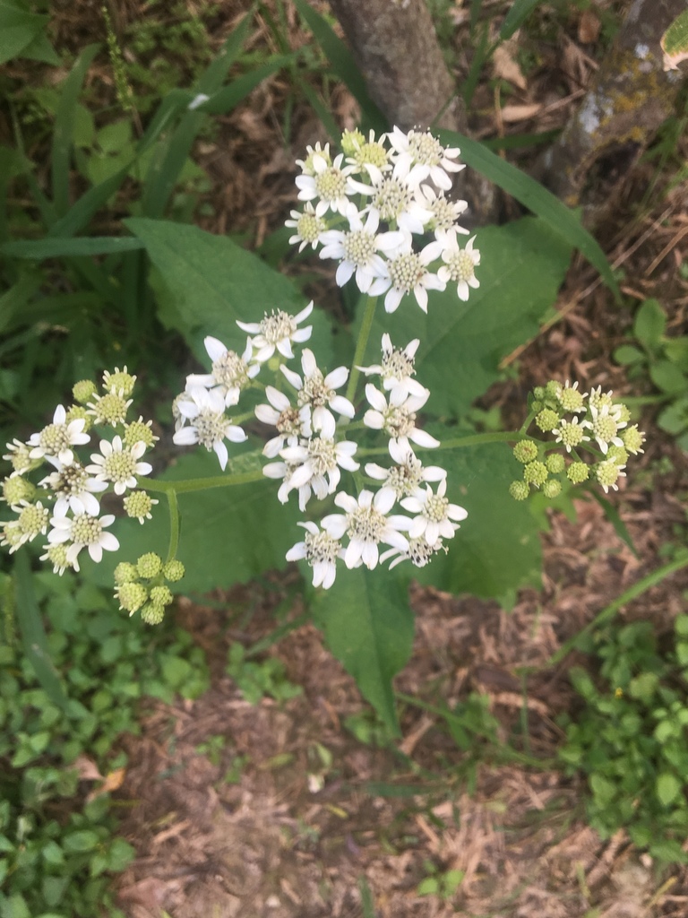 Mexican Winged Crown-Beard from 5767 Curran Dr, Von Ormy, TX, US on ...