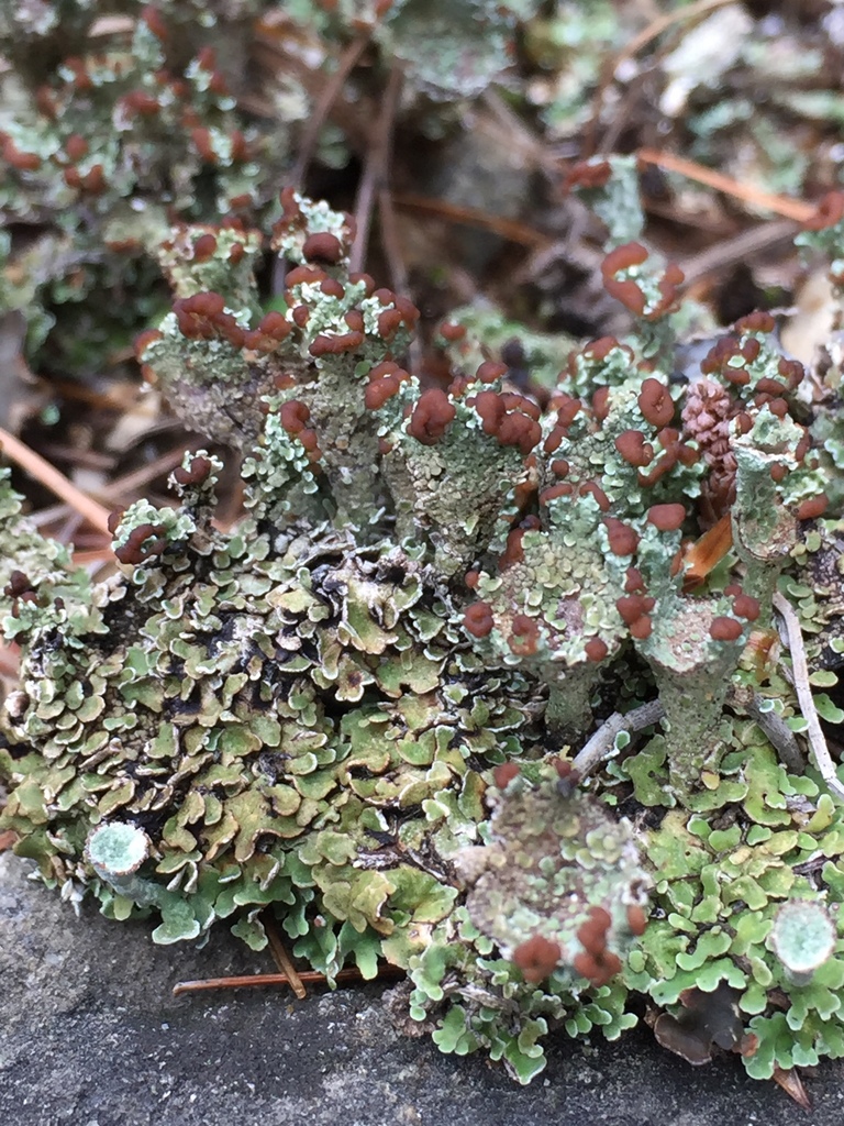Rosette Pixie-cup Lichen in October 2018 by Tristan Knight. On ...