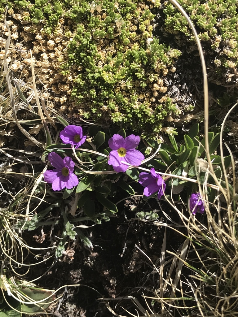 Alpine Primrose from Arapaho National Forest, Evergreen, CO, US on June ...