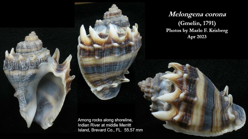 Florida Crown Conch External Anatomy Of The Florida Crown Conch