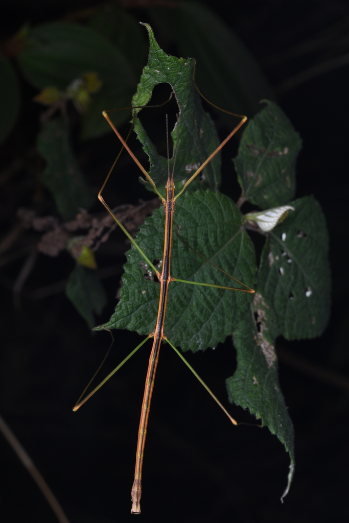 Macellina souchongia from 香港大嶼山 on April 7, 2023 at 07:56 PM by CHIK ...