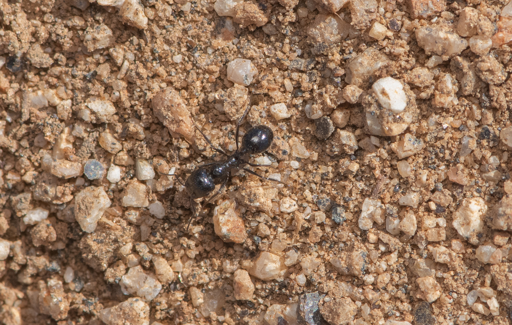 Veromessor pergandei from Los Angeles County, CA, USA on April 09, 2023 ...