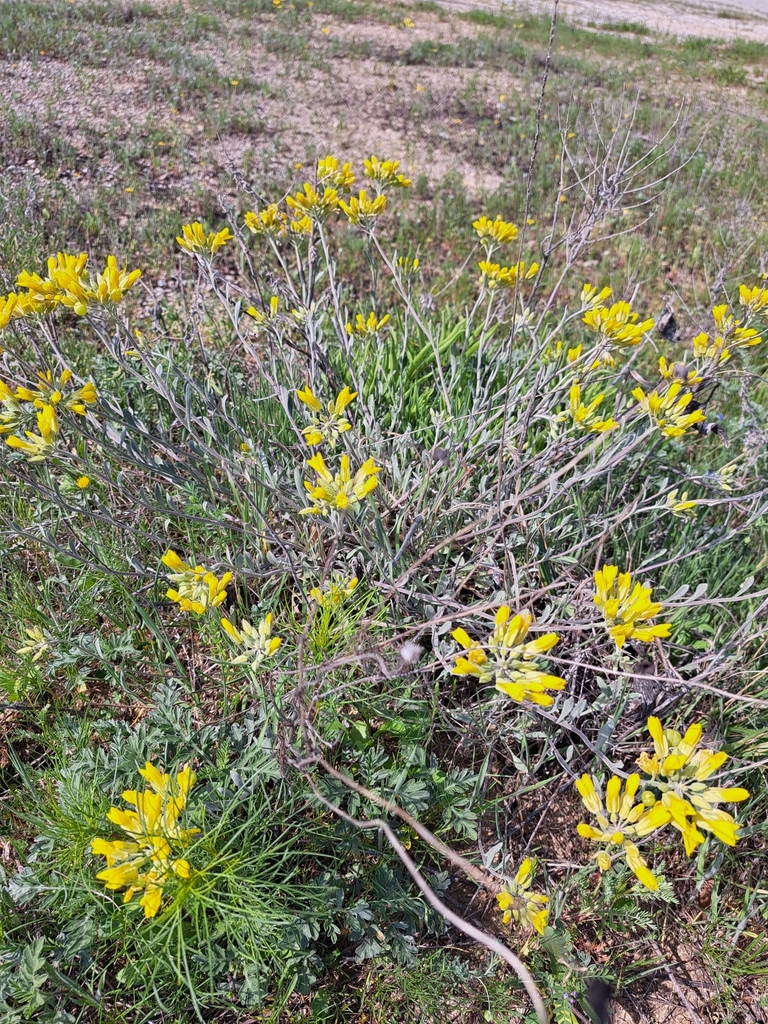 Engelmann's Bladderpod from Decatur, TX 76234, USA on April 10, 2023 at ...