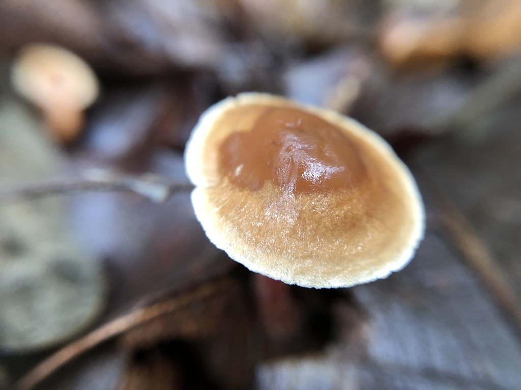 Conifercone Cap in October 2018 by Nate Woodard · iNaturalist