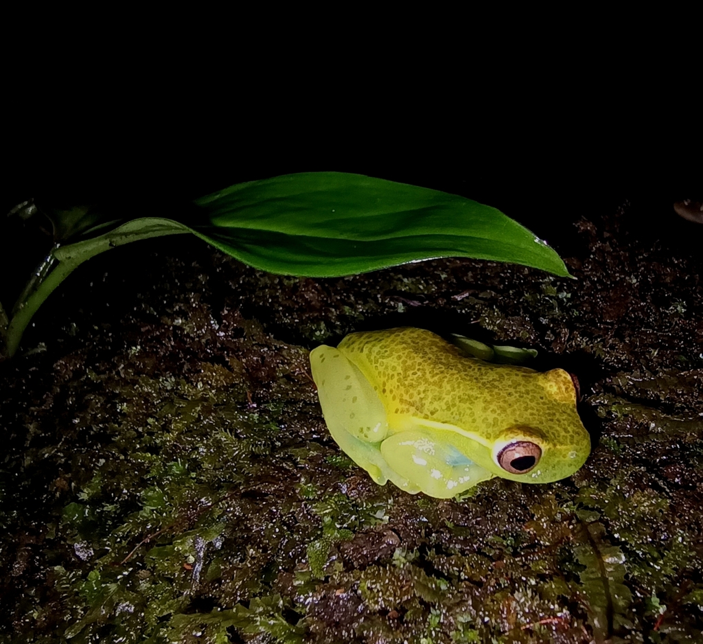La Loma Tree Frog in April 2023 by Edgar Abel Toribio Pèrez · iNaturalist