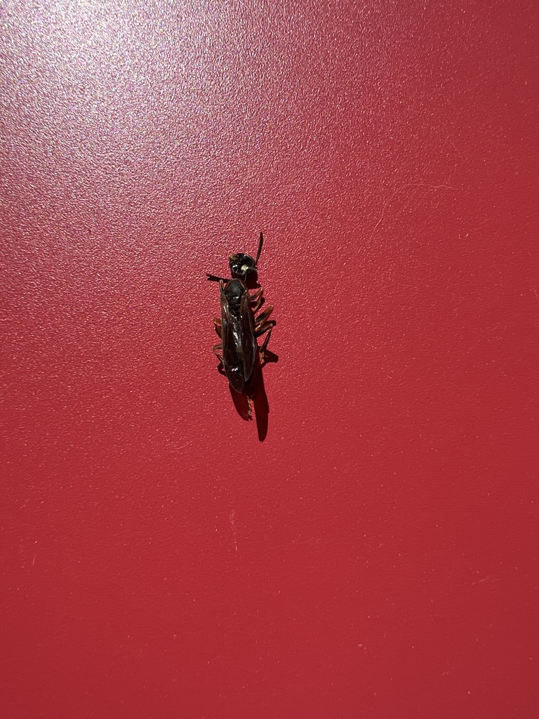 Stripe-legged Robber Fly from Lincoln Terr, Lexington, MA, US on April ...