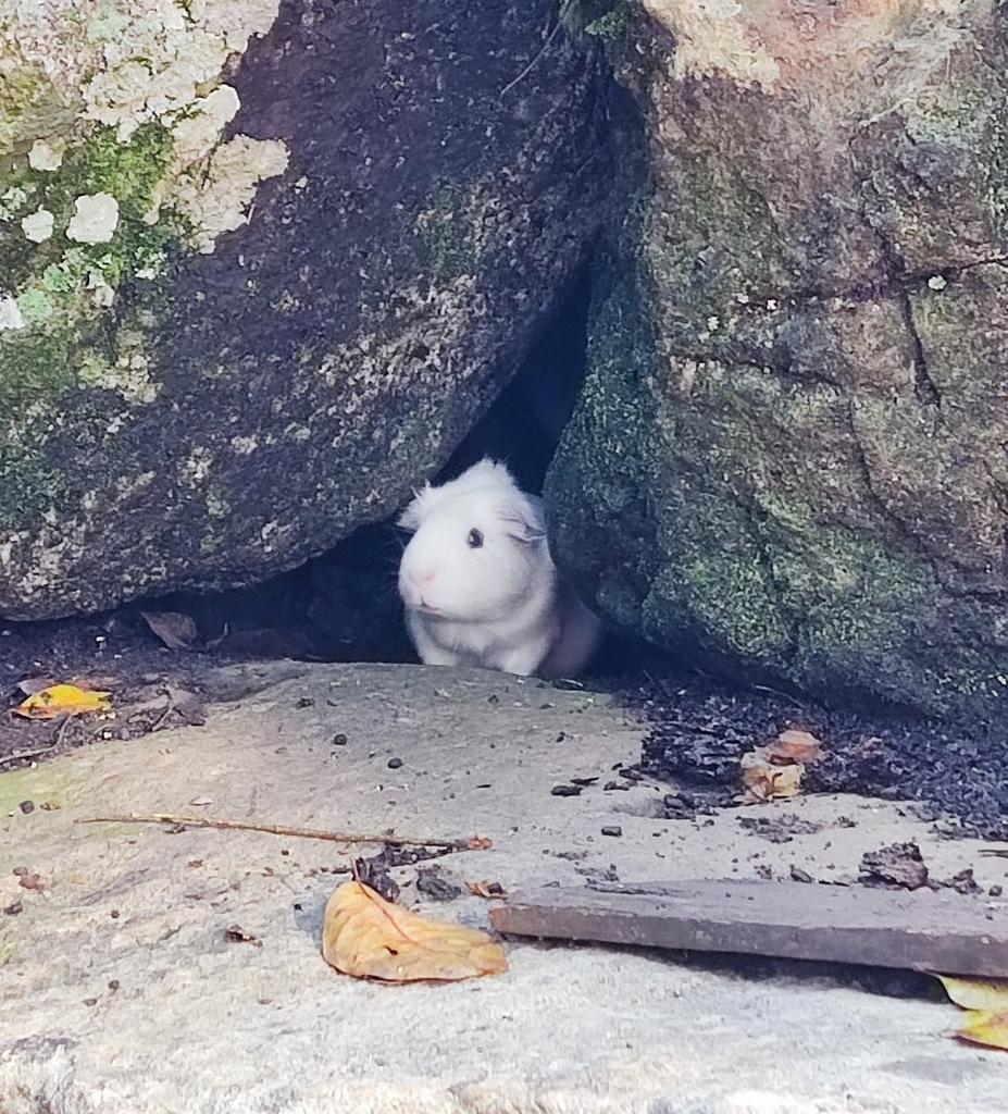 Domestic Guinea Pig from Duranía, Norte de Santander, Colombia on April ...