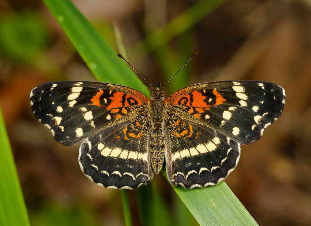 Seminole Crescent from Levy County, US-FL, US on April 7, 2023 at 03:58 ...