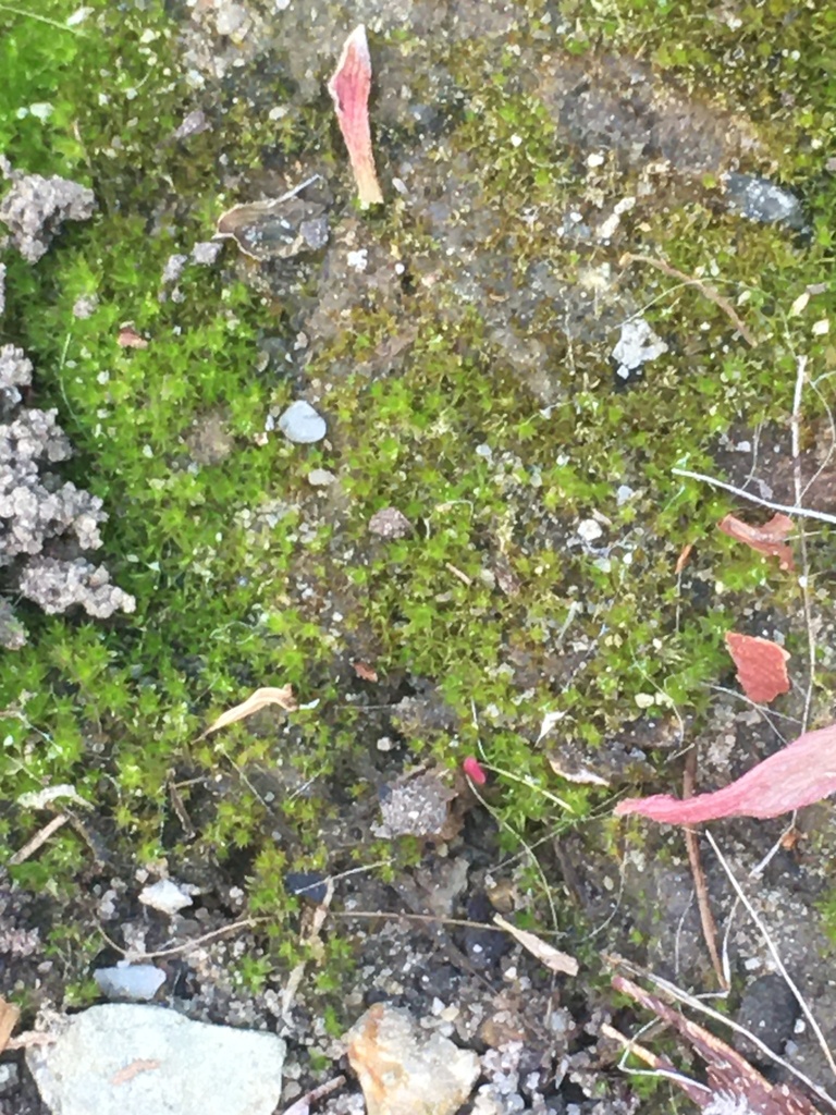 Bonfire moss from California State University, Fullerton, CA, US on ...