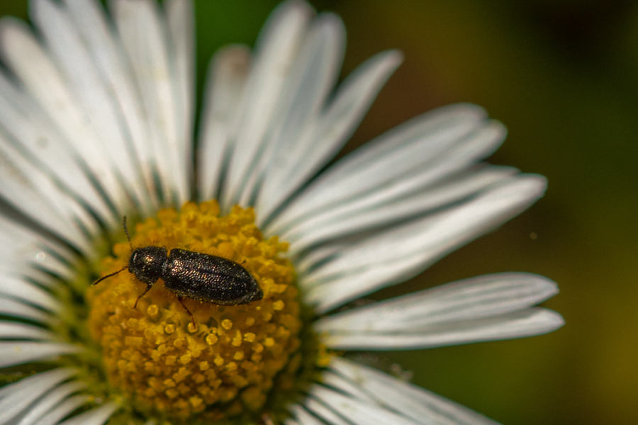 Cucujiform Beetles from North Aegean Region, Greece on April 09, 2023 ...