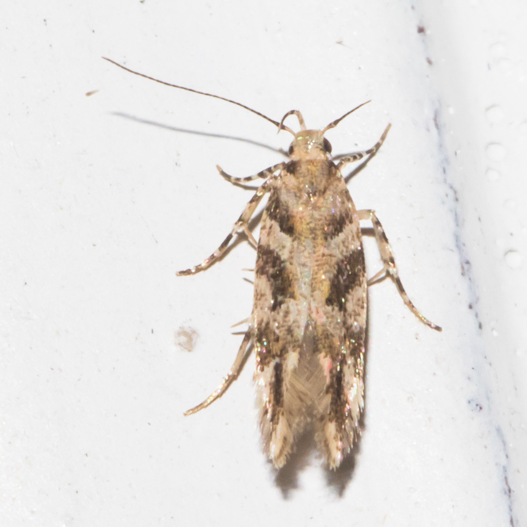 Aristotelia in August 2018 by Timothy Reichard · iNaturalist