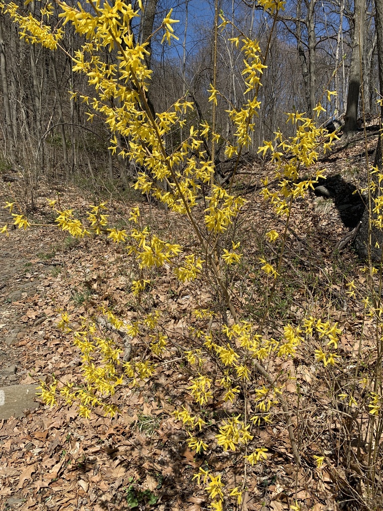 Forsythias from View St, New Haven, CT, US on April 09, 2023 at 12:57 PM by Alex Trouern-Trend ...