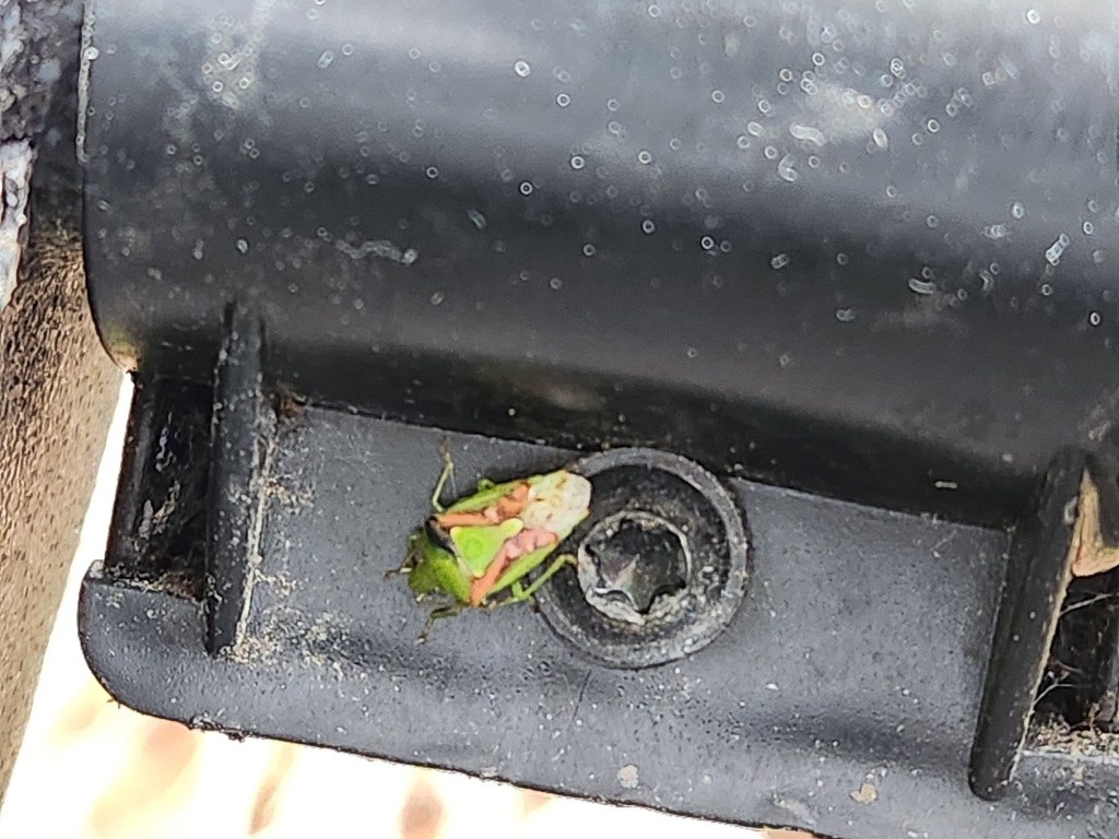 Juniper Shield Bug from Vancouver, BC V5R 4P2, Canada on April 10, 2023 ...