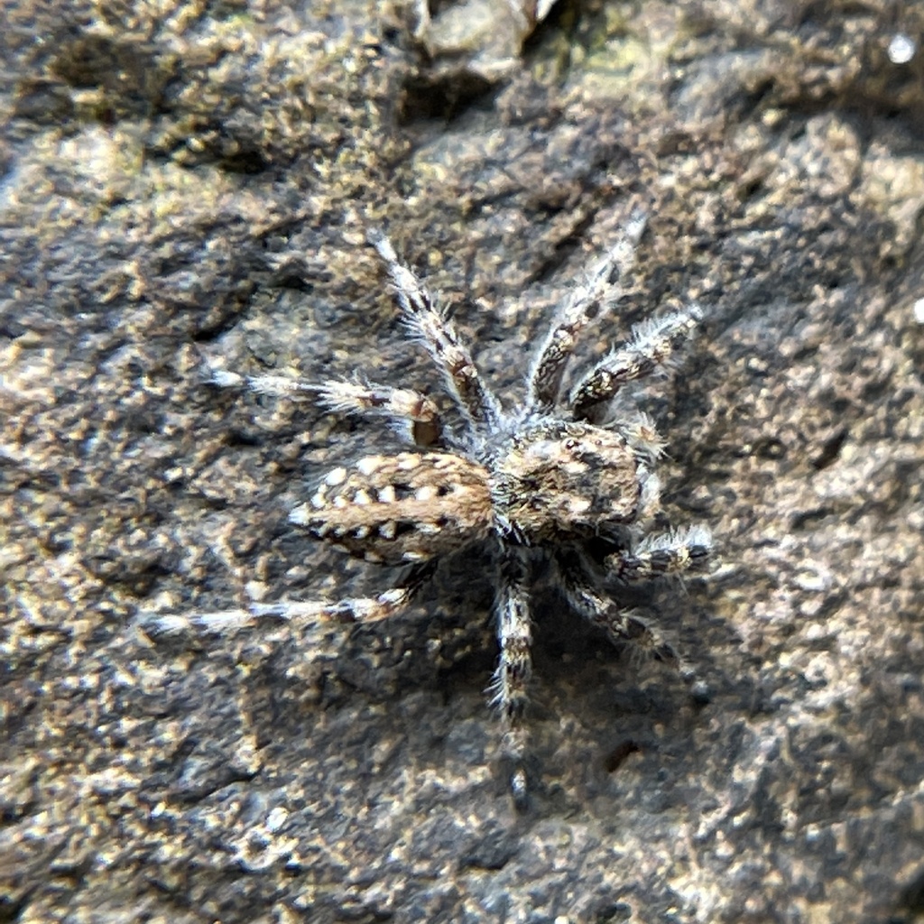 Intertidal Jumping Spider from Ventura Harbor Village, Ventura, CA, US ...