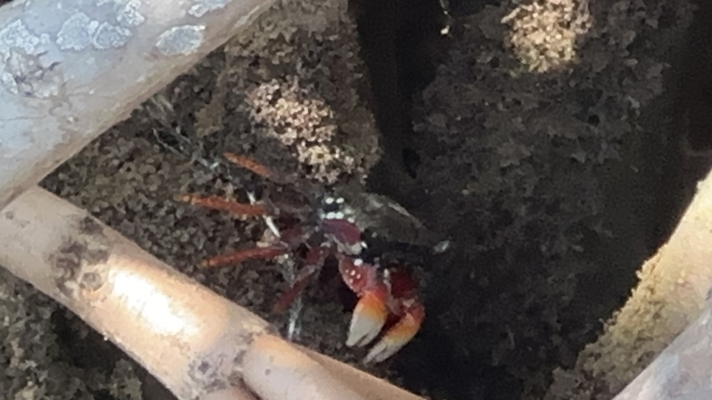Mangrove Root Crab from New Providence, BS on April 2, 2023 at 12:40 PM ...