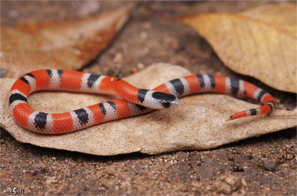 Filetail Ground Snake in September 2022 by Jake Scott · iNaturalist