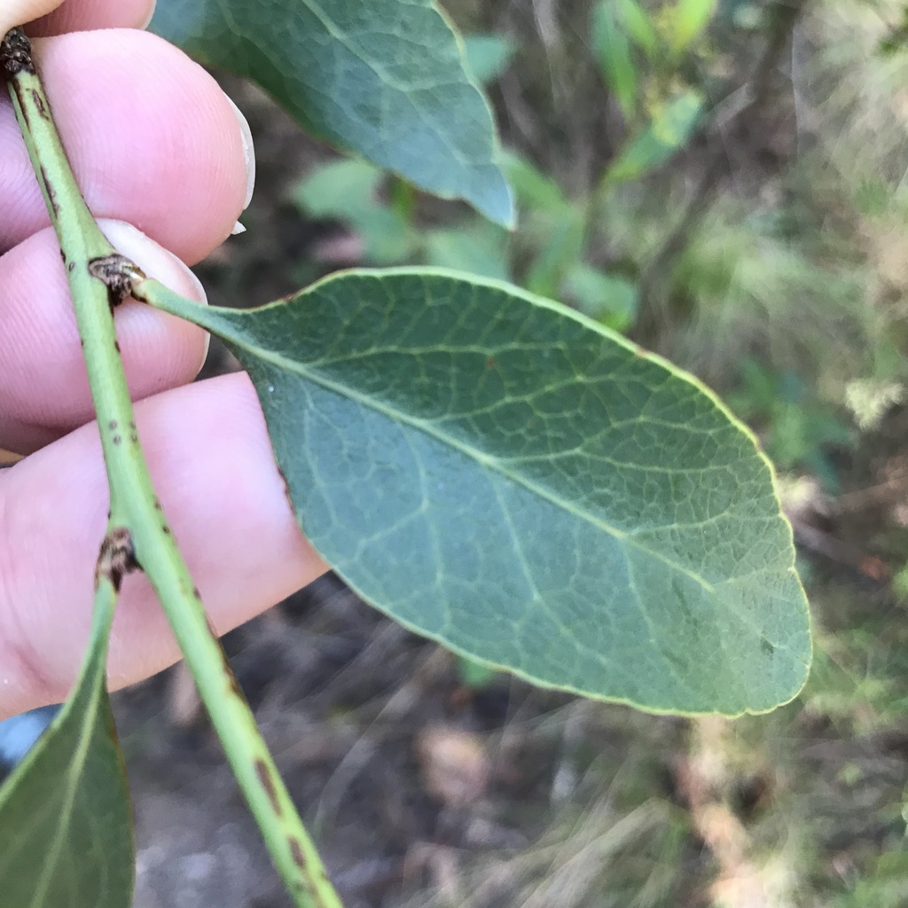 hop bitter-pea from Girraween, QLD, AU on April 10, 2023 at 09:07 AM by ...