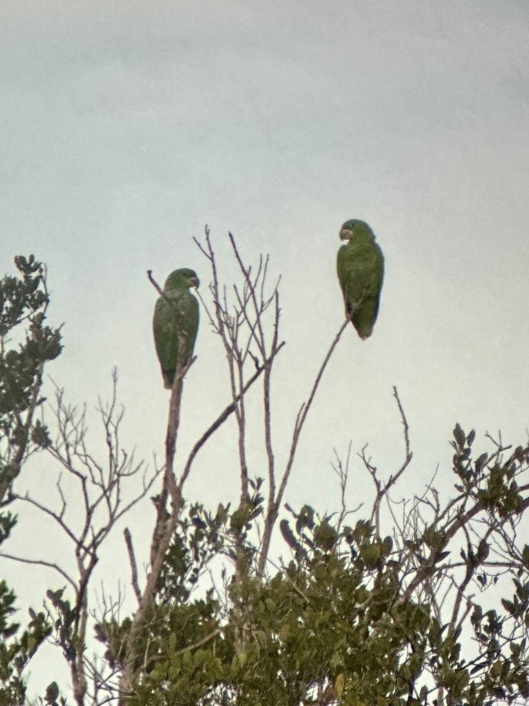 Kawall's Parrot in April 2023 by Caio Brito · iNaturalist