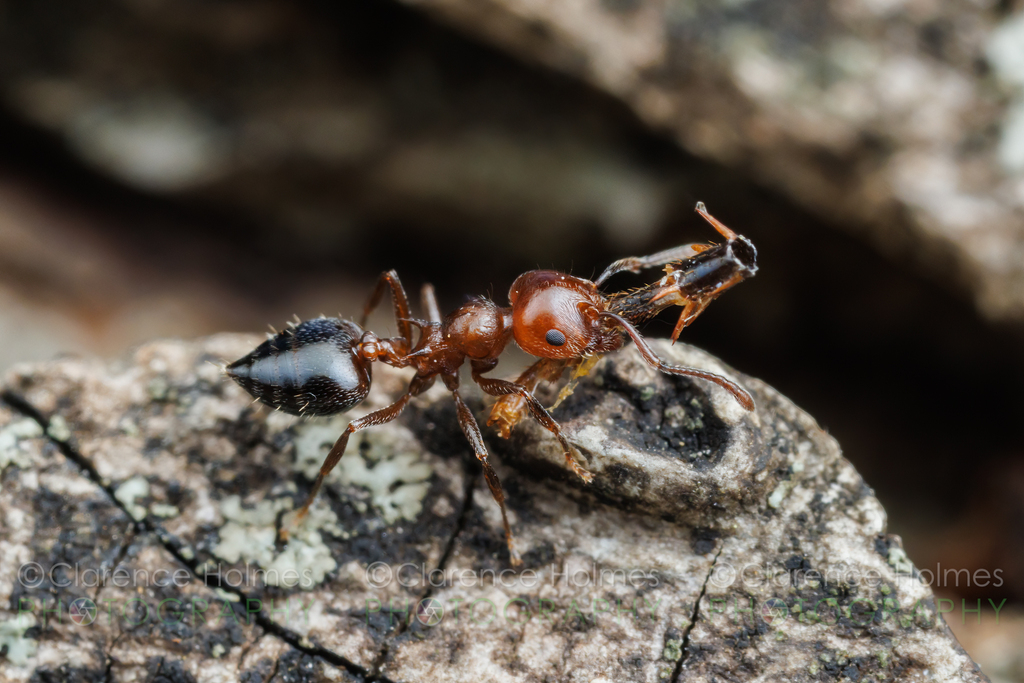 Shiny Acrobat Ant from Bob Woodruff Park, Plano, TX, USA on April 10 ...