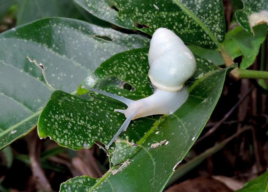 Helicostyla okadai from 952台灣台東縣蘭嶼鄉蘭嶼 on April 10, 2015 at 01:33 PM by ...