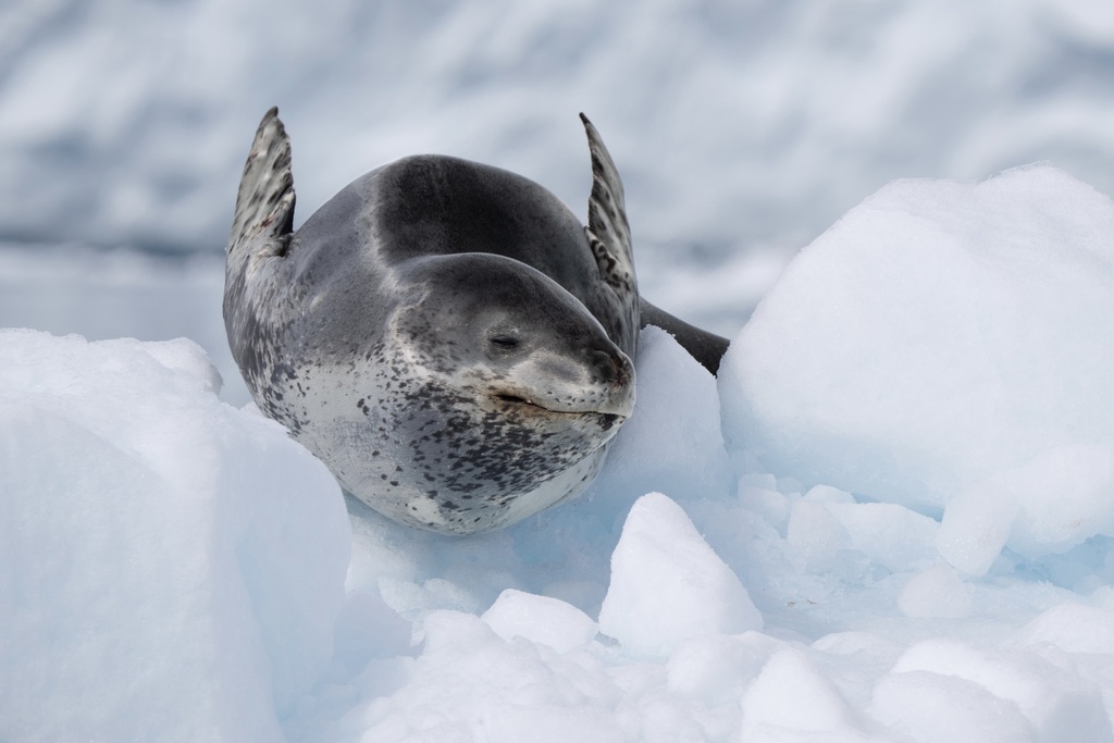 Leopard Seal from Southern Ocean, AQ on January 3, 2023 at 01:08 AM by ...
