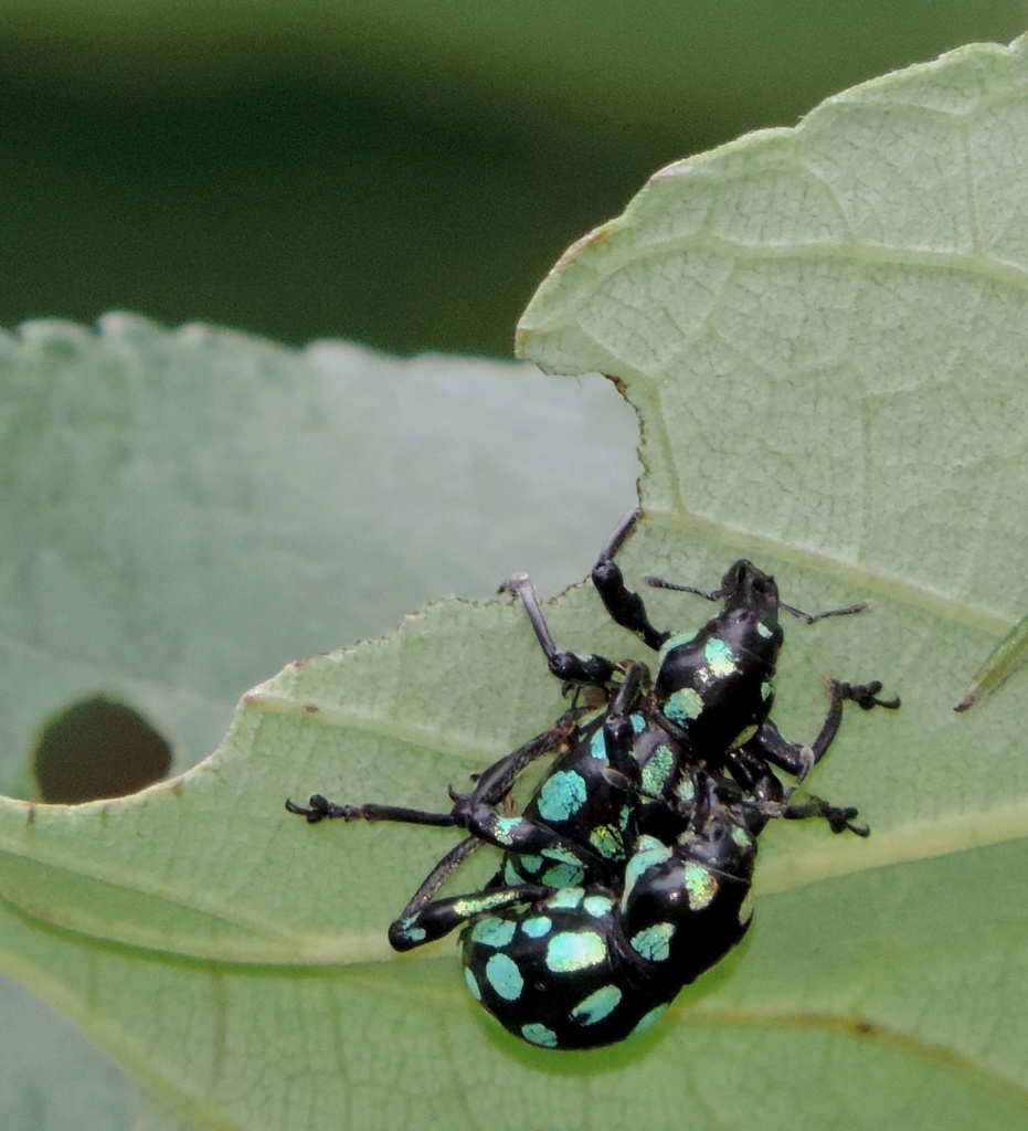 Pachyrhynchus tobafolius in April 2015 by 陳慧珠 · iNaturalist