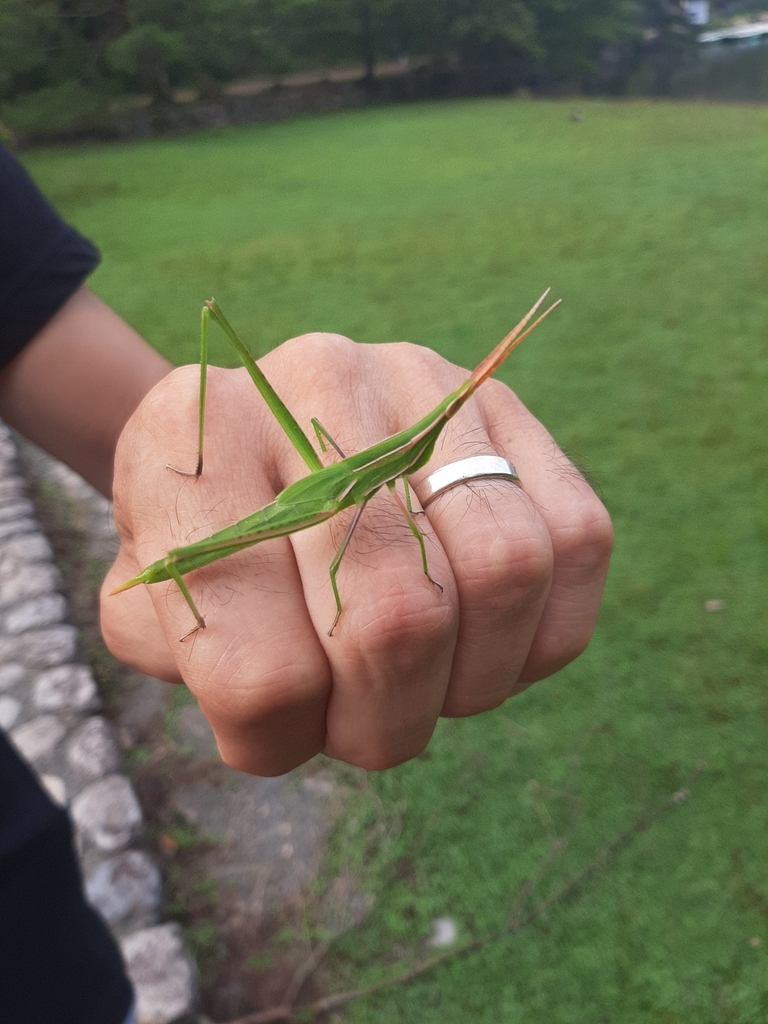 Oriental Longheaded Locust from Takaraga Pond on July 17, 2022 at 05:47 ...