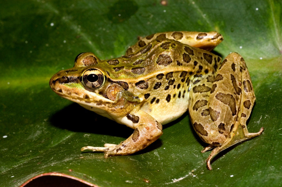 Transverse Volcanic Leopard Frog from Carretera Mascota-Santiago de ...