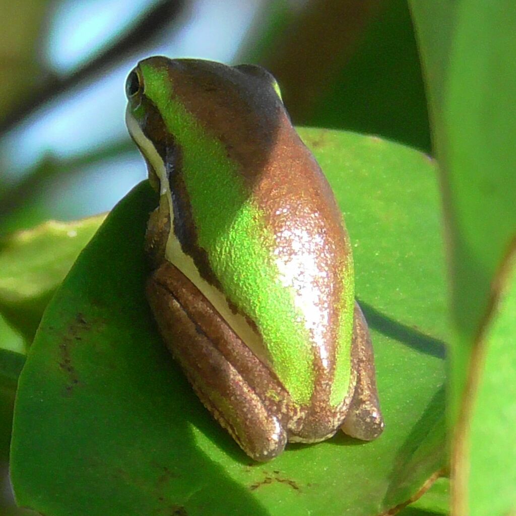 Litoria fallax-bicolor complex from Watsonville QLD 4887, Australia on ...