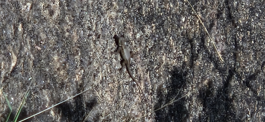 Amazon Lava Lizard from Urca, Rio de Janeiro - State of Rio de Janeiro ...