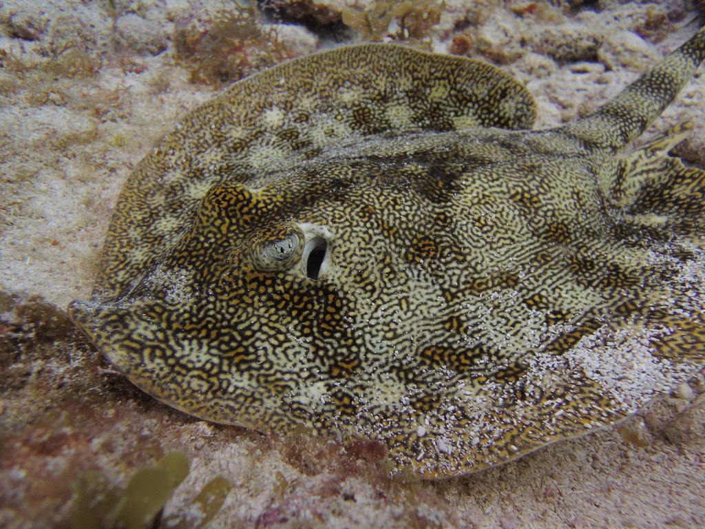 Yellow Stingray