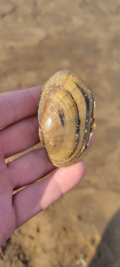 Fatmucket from Monroe, WI, USA on April 10, 2023 at 05:27 PM by Keifer ...