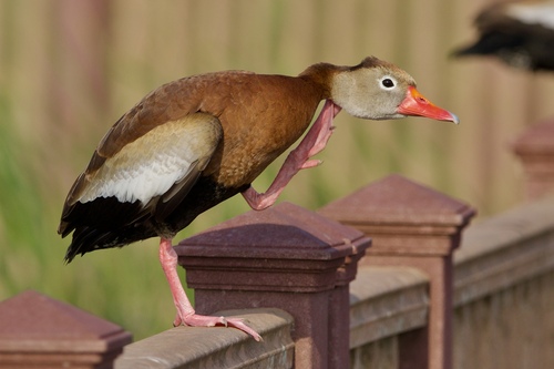 Pijije Alas Blancas (Dendrocygna autumnalis)