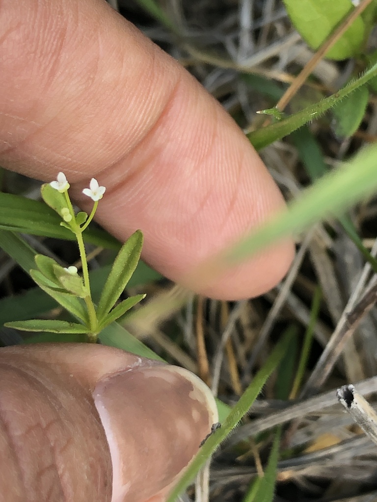 Stiff Marsh Bedstraw from Bennett Ln, Sadler, TX, US on April 11, 2023 ...