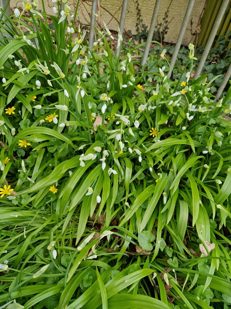 Few-flowered Leek from Birmingham B13, UK on April 11, 2023 at 11:10 AM ...