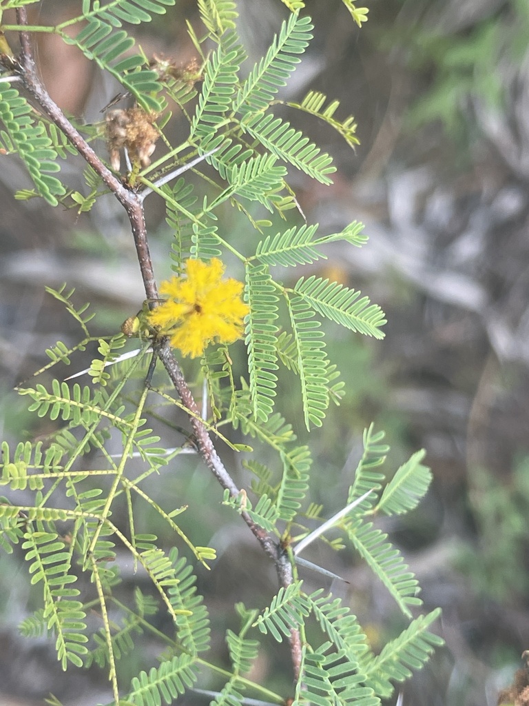 Sweet acacia from Everglades National Park, Homestead, FL, US on April ...