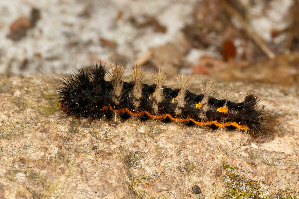 Owlet Moths and Allies from Alachua County, US-FL, US on April 8, 2023 ...