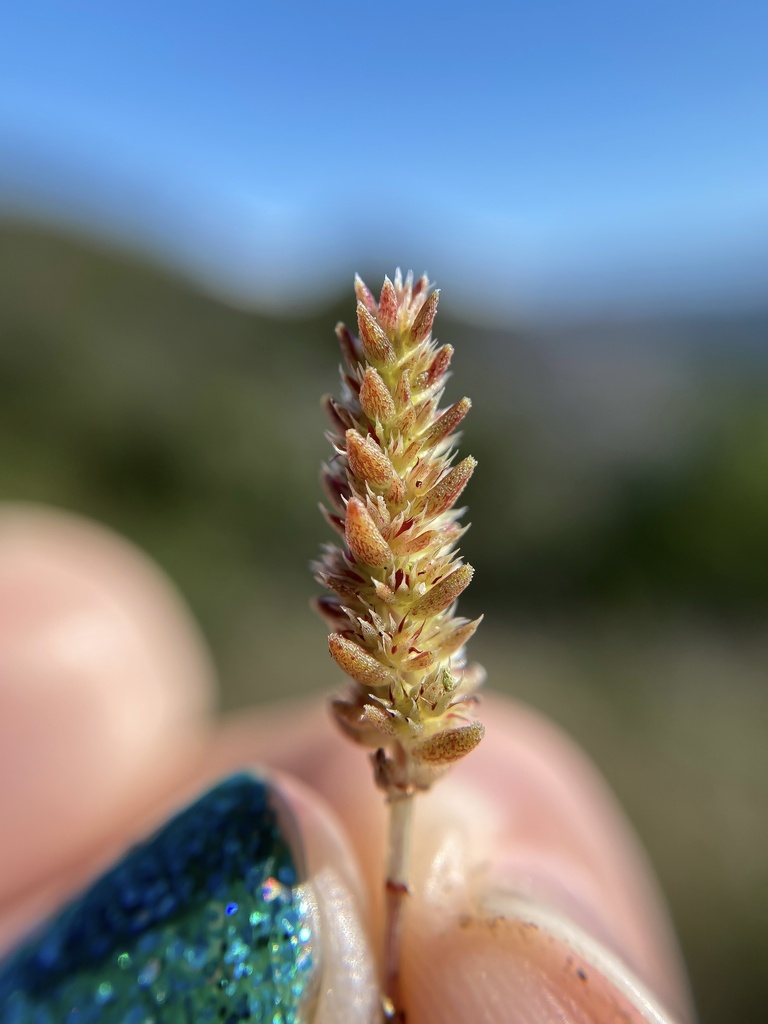 Crassula colligata lamprosperma from Angeles National Forest, Glendora ...