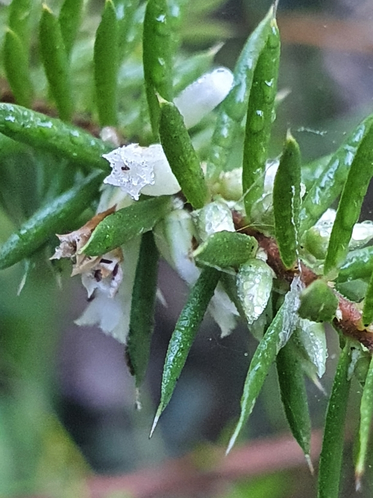 Prickly Beard-heath from North Kellyville NSW 2155, Australia on April ...